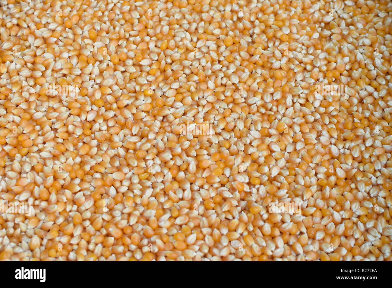 Pile of corn kernels for popcorn. Food background texture Stock Photo ...