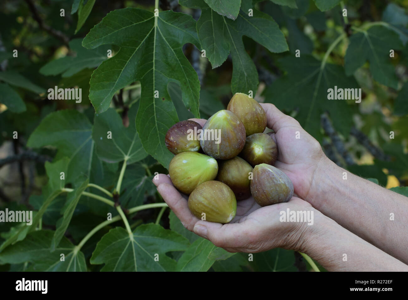 Hands holding figs hi-res stock photography and images - Alamy