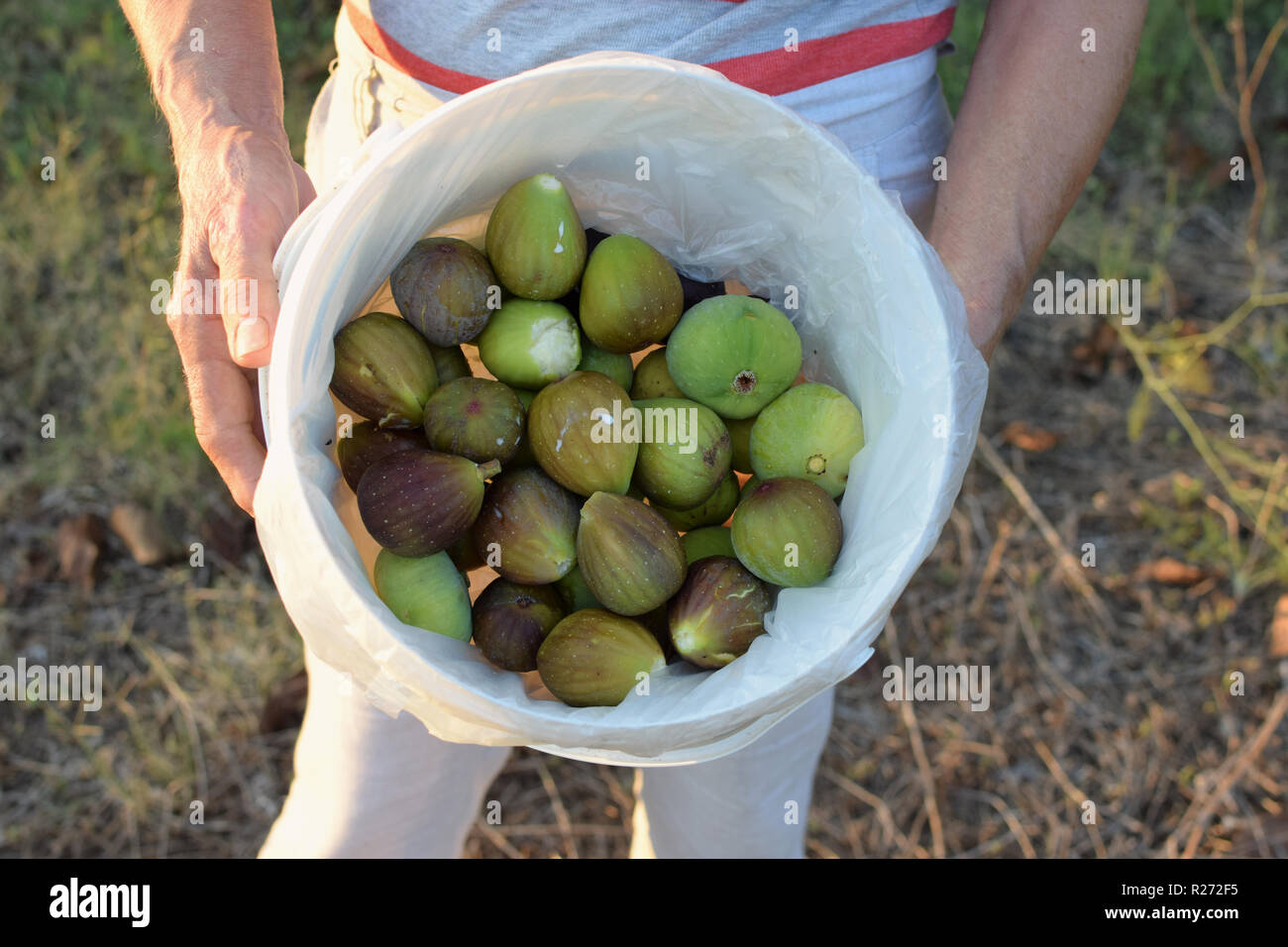 Hands holding bucket of ripe figs. Freshly picked fruit Stock Photo - Alamy