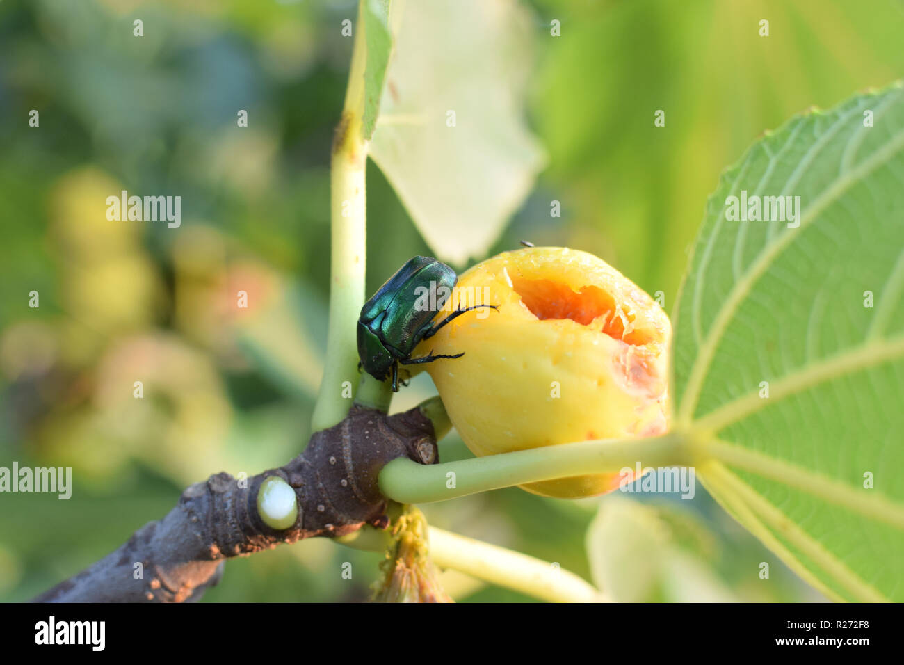 Figeater green scarab beetle feeding on rotten fig fruit Stock Photo ...