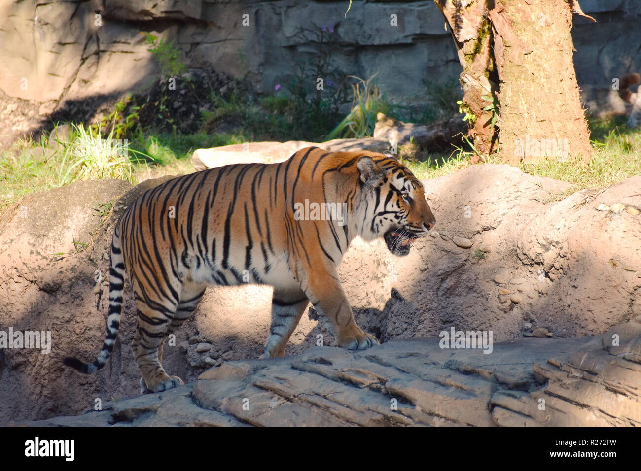 Tampa, Florida. October 25, 2018 Bengal tiger walking on rocks atTampa ...