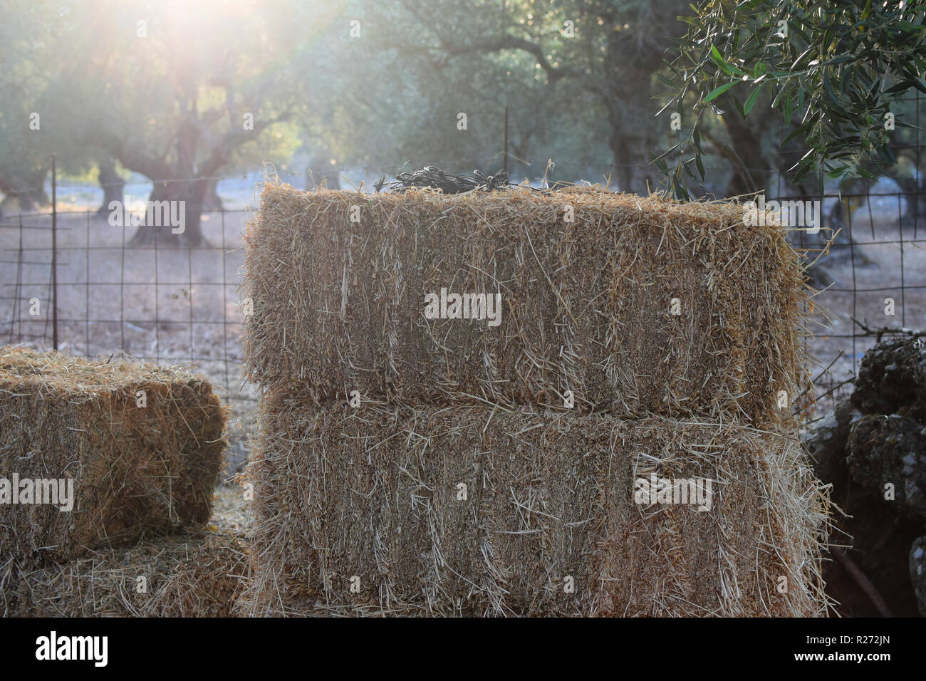 Sunlight through olive tree plantation and stacks of hay Stock Photo ...