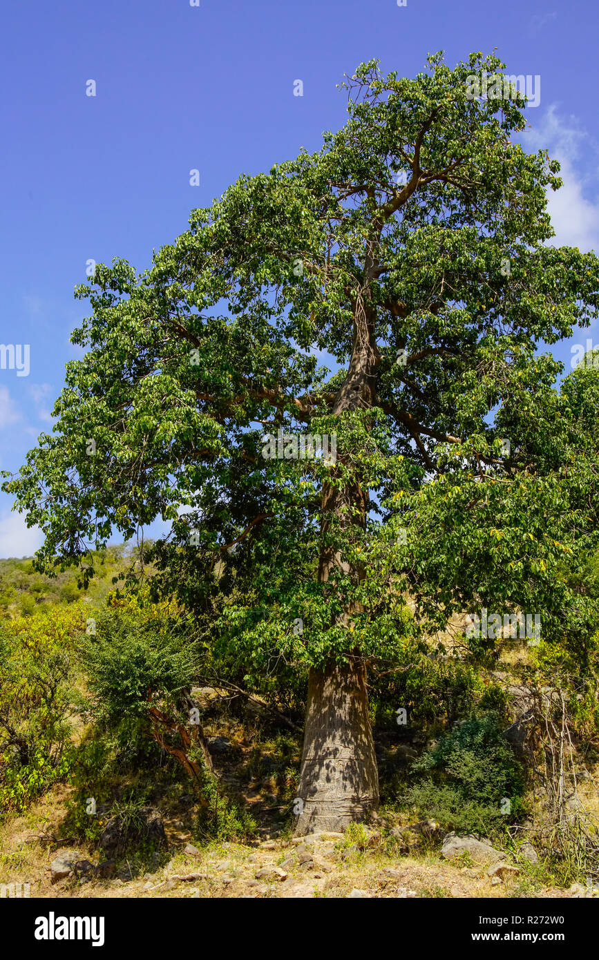 Green baobab tree forest, wadi Hinna near Salalah, Oman Stock Photo - Alamy