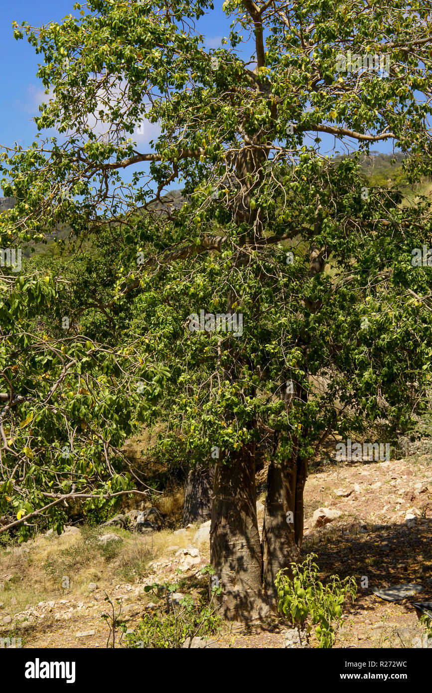 Green baobab tree forest, wadi Hinna near Salalah, Oman Stock Photo - Alamy