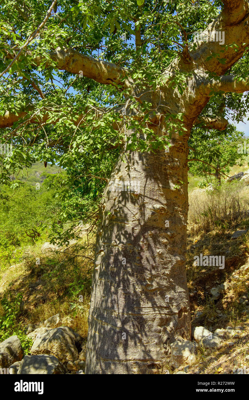 Green baobab tree forest, wadi Hinna near Salalah, Oman Stock Photo - Alamy