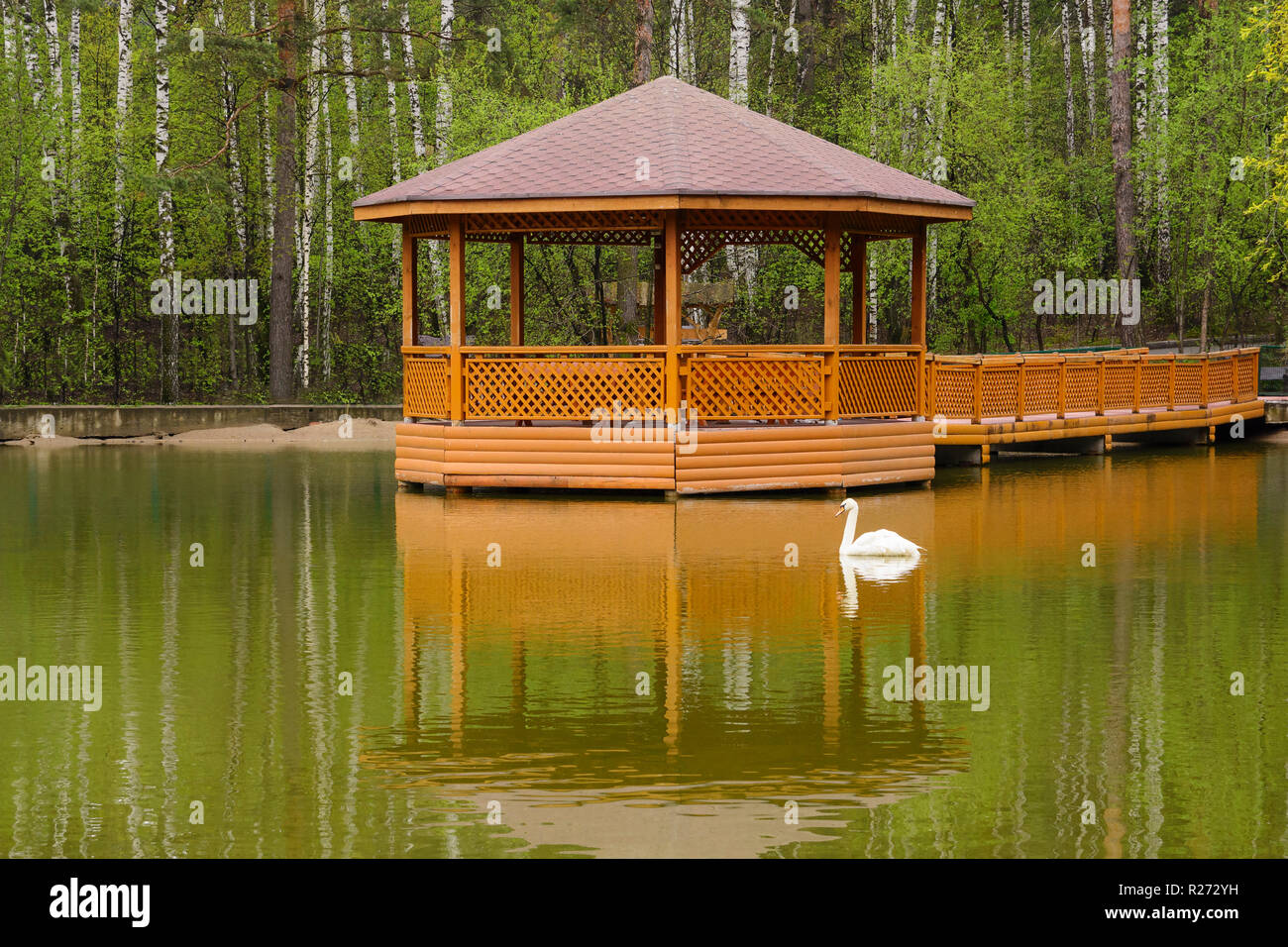 Beautiful white swan. Landscape with pond, wooden gazebo and swan Stock ...