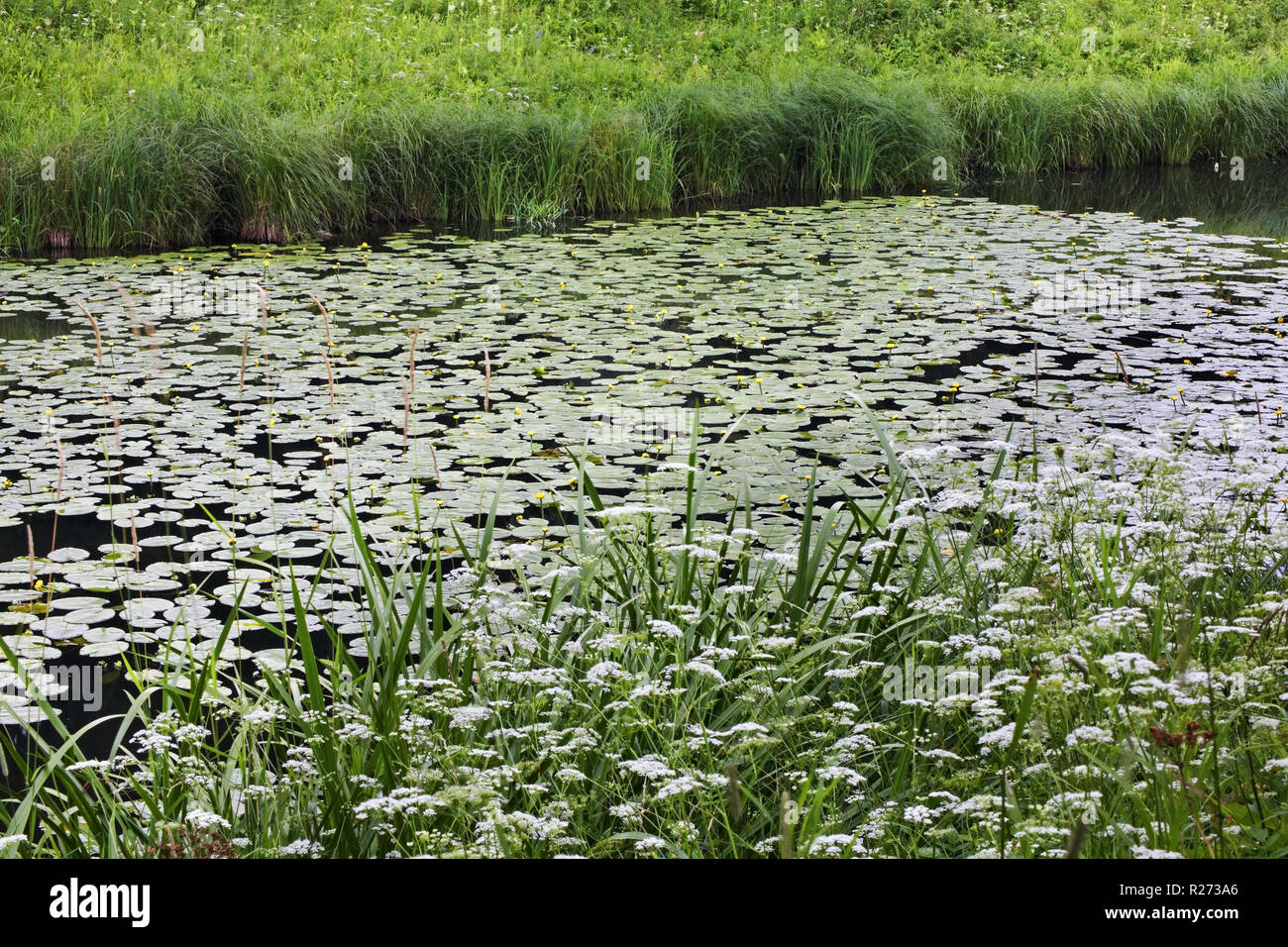 Slavyanka hi-res stock photography and images - Alamy