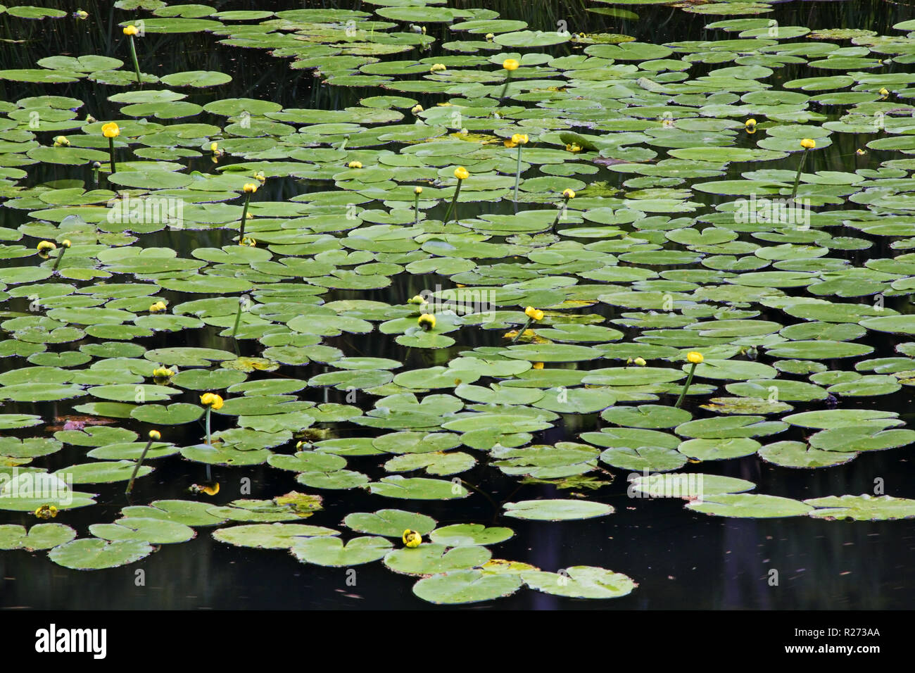 Valley of Slavyanka river in Pavlovsk. Russia Stock Photo - Alamy