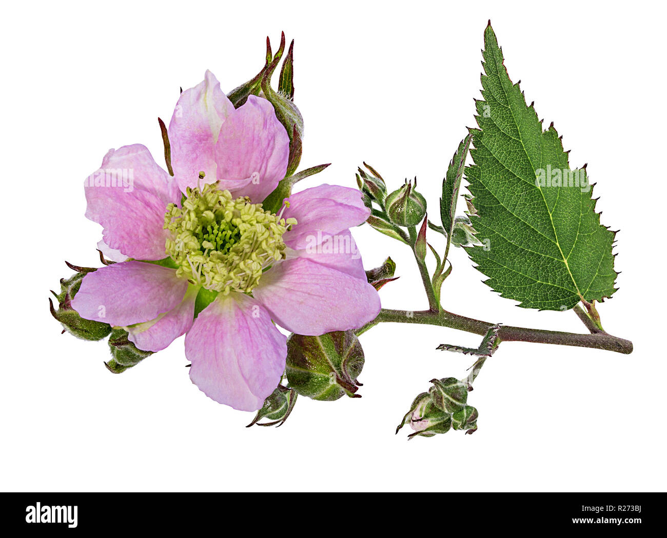 Blackberry flower isolated on white background clipping path Stock ...