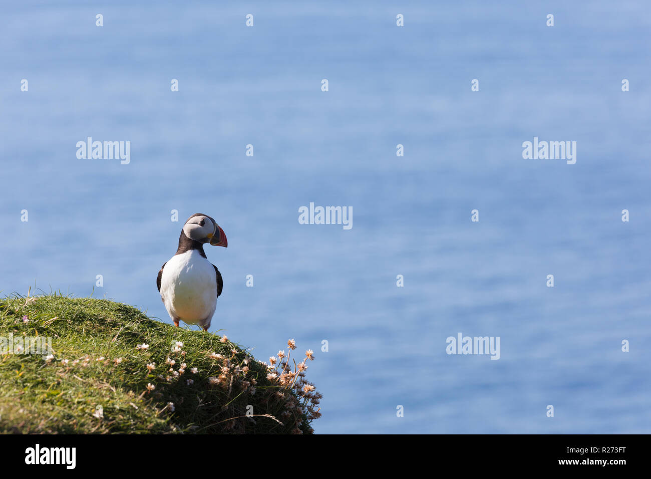 Atlantic puffins on Fair Isle, Shetland, UK Stock Photo - Alamy