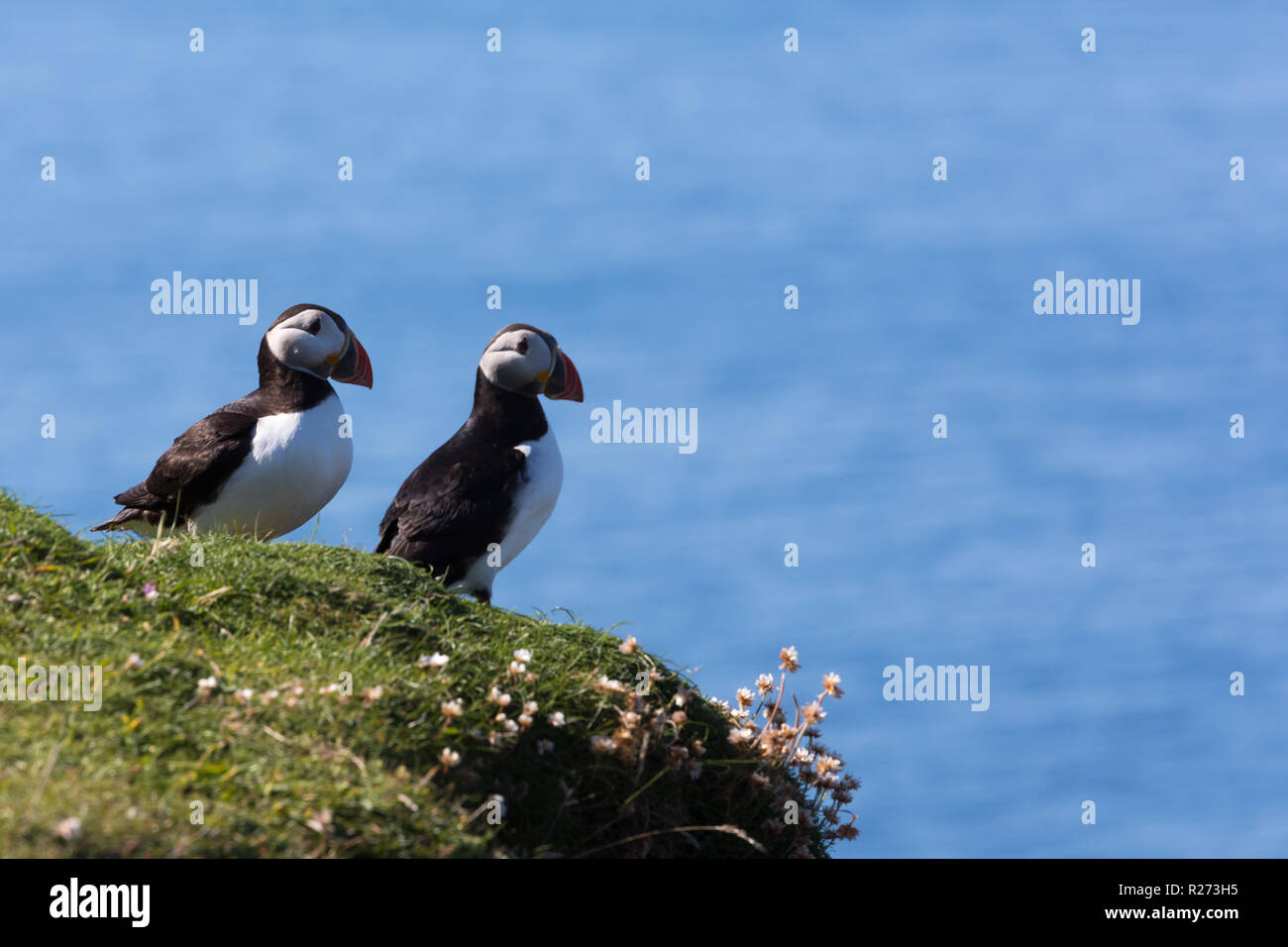 Atlantic puffins on Fair Isle, Shetland, UK Stock Photo - Alamy