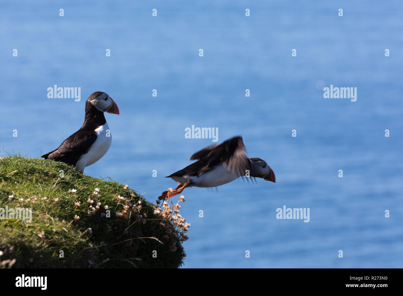 Atlantic puffins on Fair Isle, Shetland, UK Stock Photo - Alamy