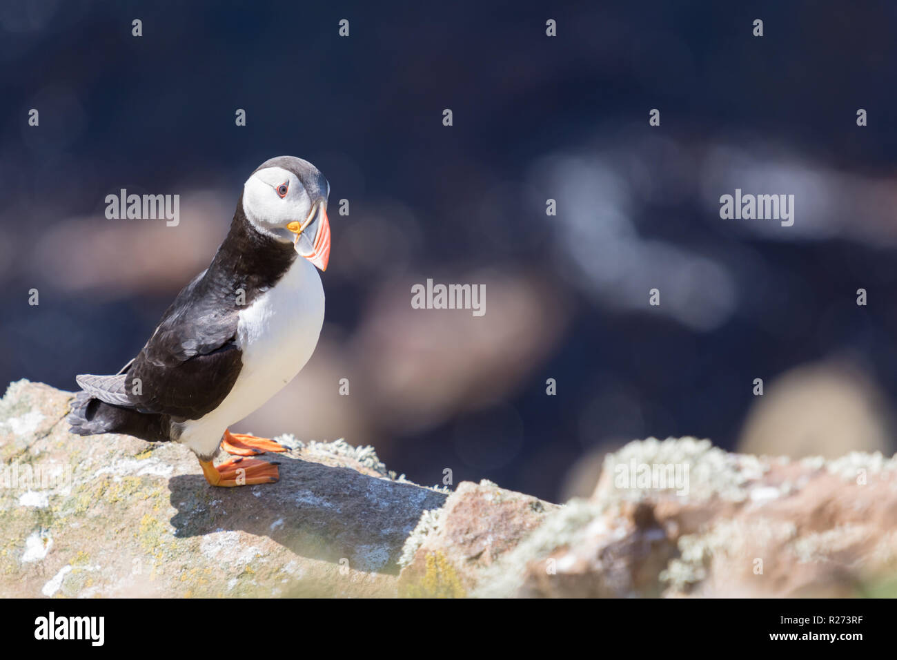 Atlantic puffins on Fair Isle, Shetland, UK Stock Photo - Alamy