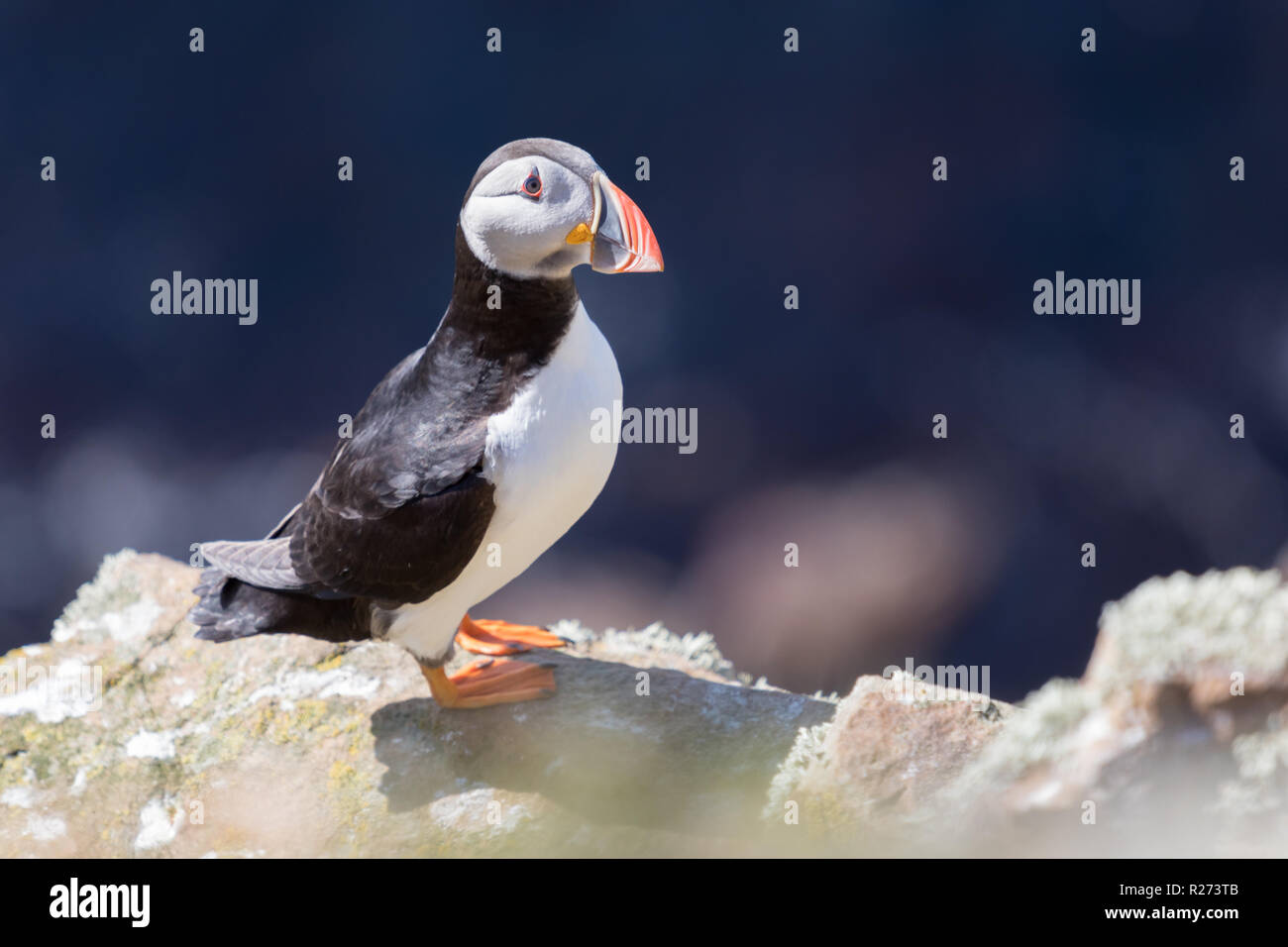 Atlantic puffins on Fair Isle, Shetland, UK Stock Photo - Alamy