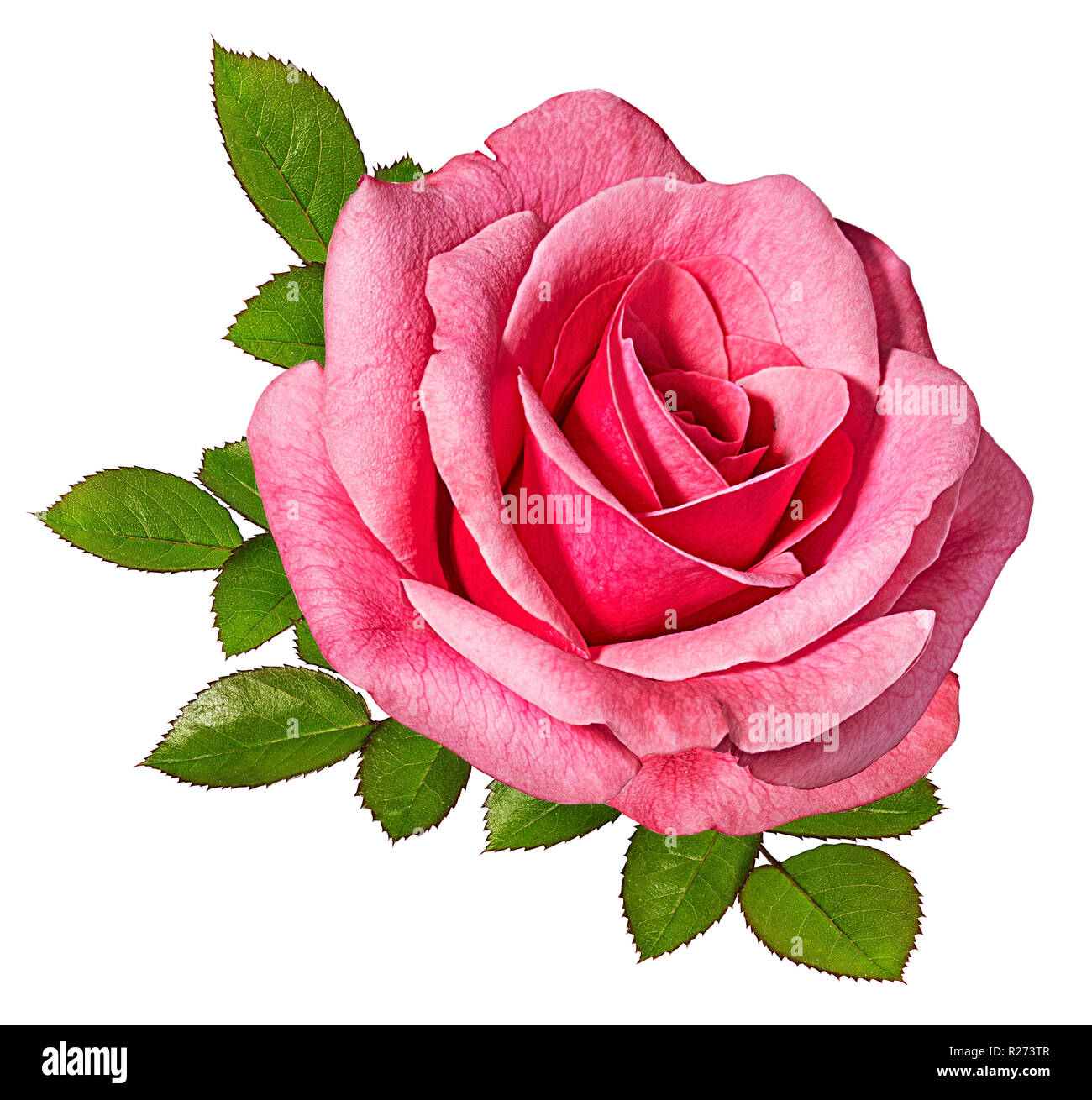 rose isolated on white background Stock Photo - Alamy