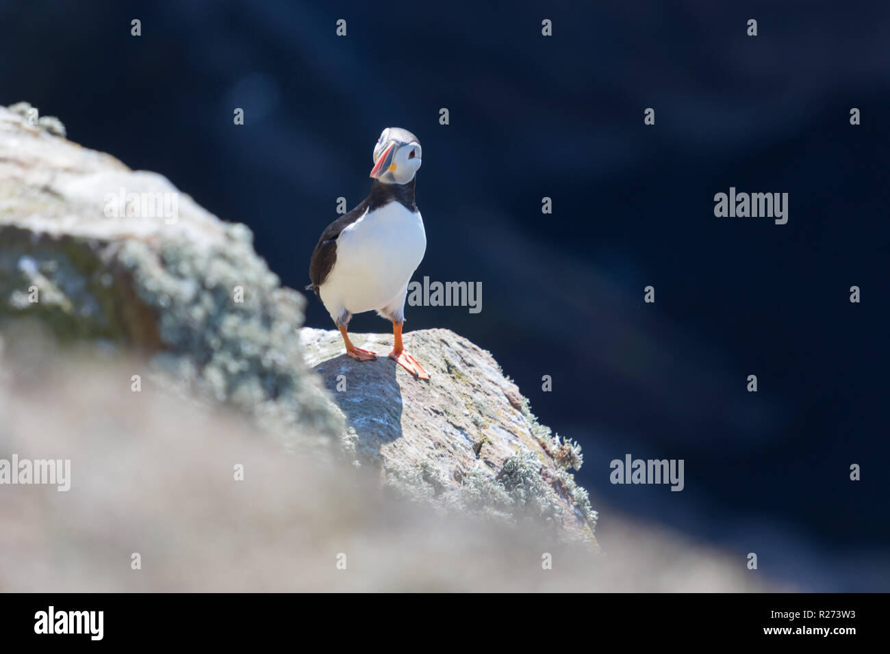 Atlantic puffins on Fair Isle, Shetland, UK Stock Photo - Alamy