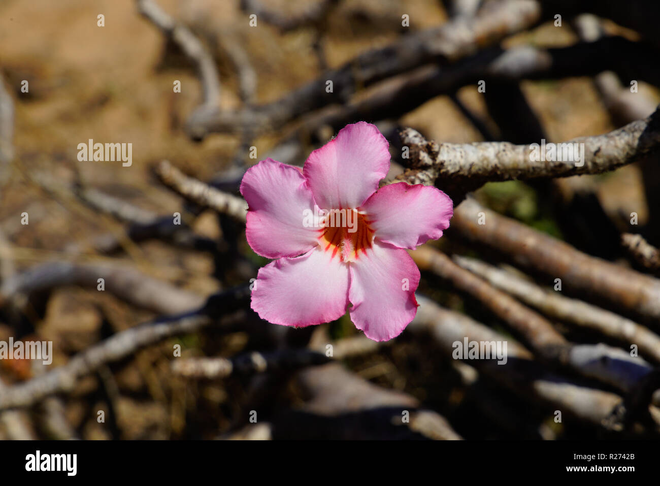 Arabian desert flowers hi-res stock photography and images - Alamy