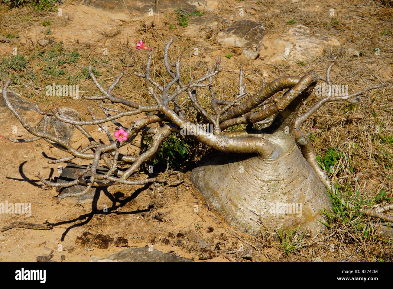Bottle tree (desert rose - adenium obesum) on the rocky coast of the ...