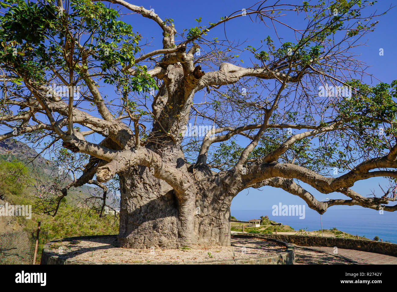 Baobab tre in Dalkut village near the Yemen border, must be the oldest ...