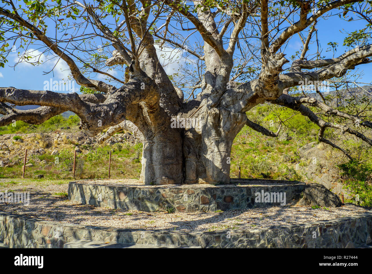 Baobab tre in Dalkut village near the Yemen border, must be the oldest ...