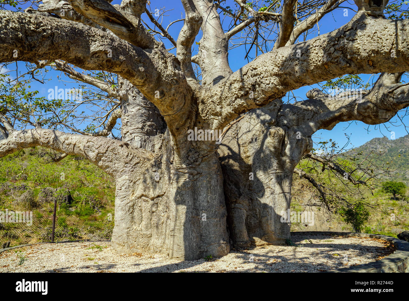 Baobab tre in Dalkut village near the Yemen border, must be the oldest ...
