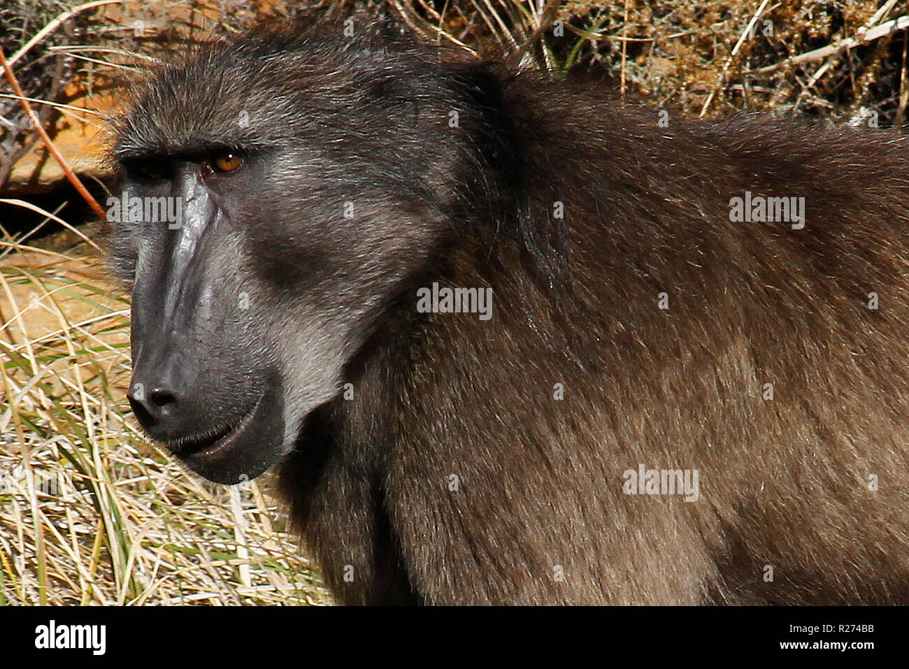 Cape baboons walking on public roads Stock Photo - Alamy