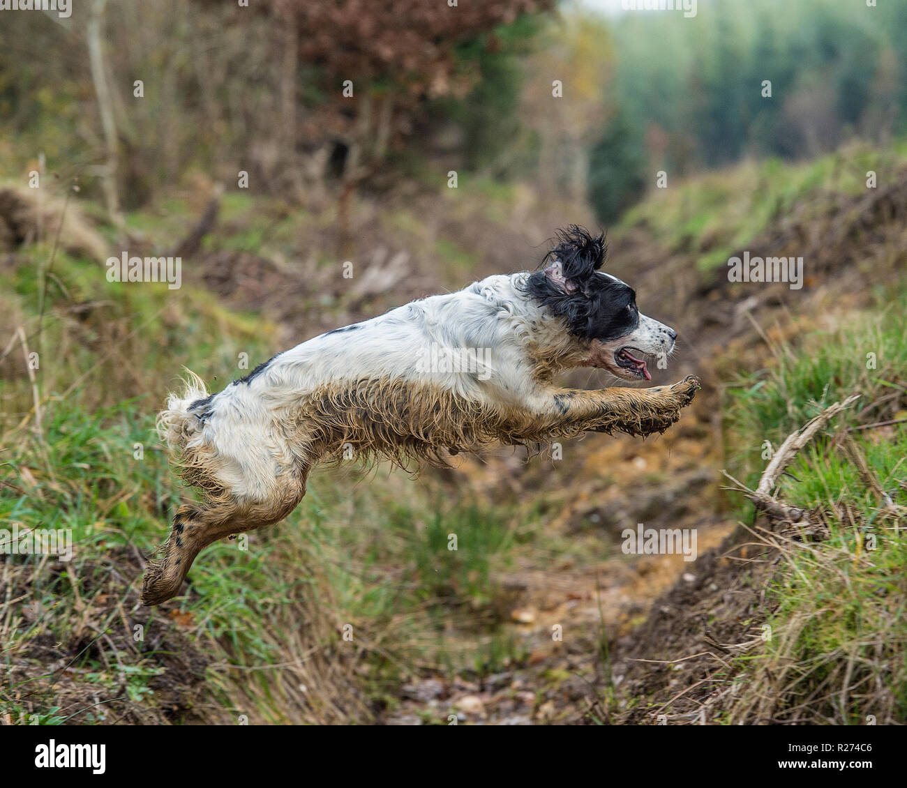 English springer spaniel dog hi-res stock photography and images - Alamy