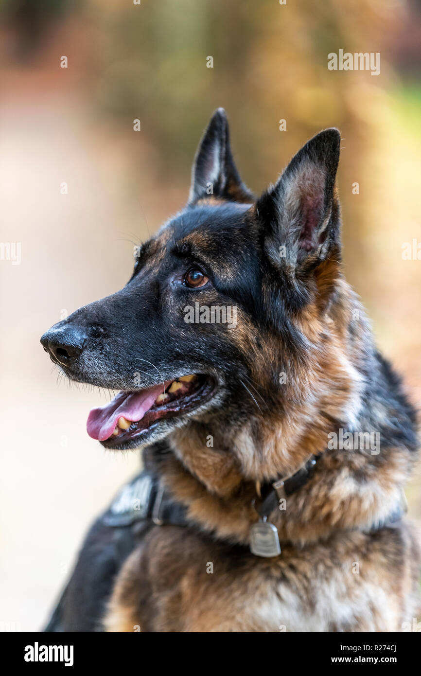 "Alfie" five year old rescue German Shepherd dog, gets his owners in ...