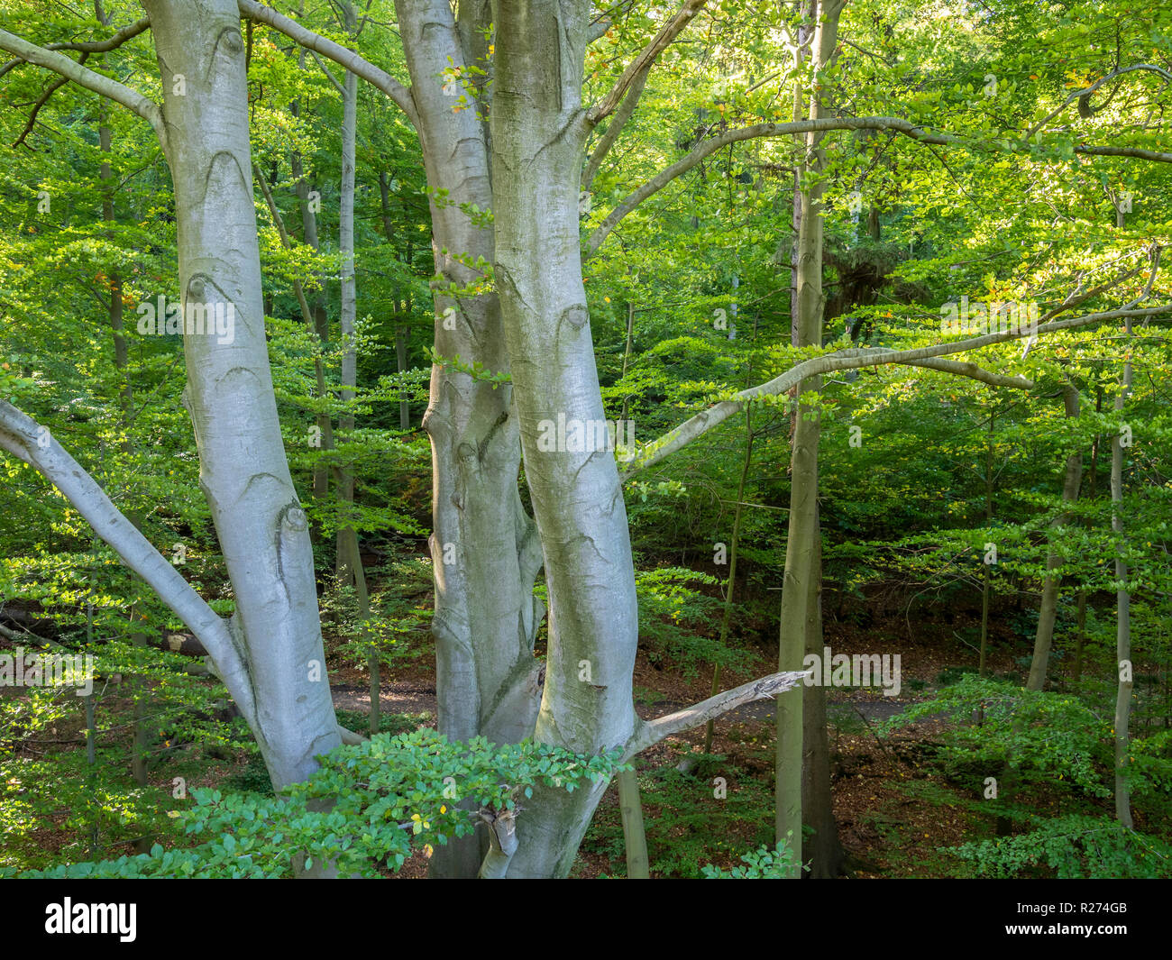 Beech trees, early autumn, Harz mountain range, Bad Harzburg, Harz ...