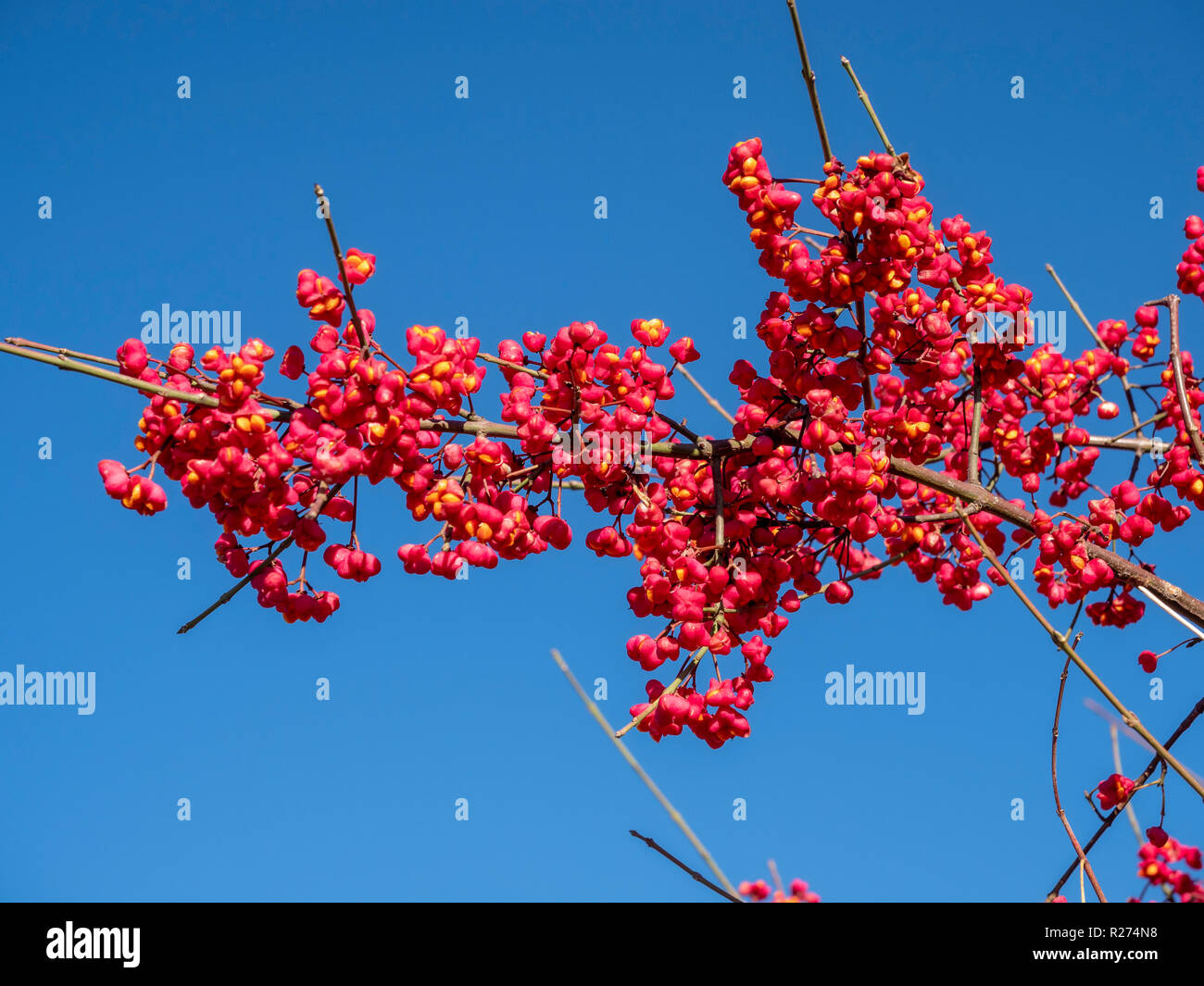 European spindle or common spindle euonymus europaeus hi-res stock ...