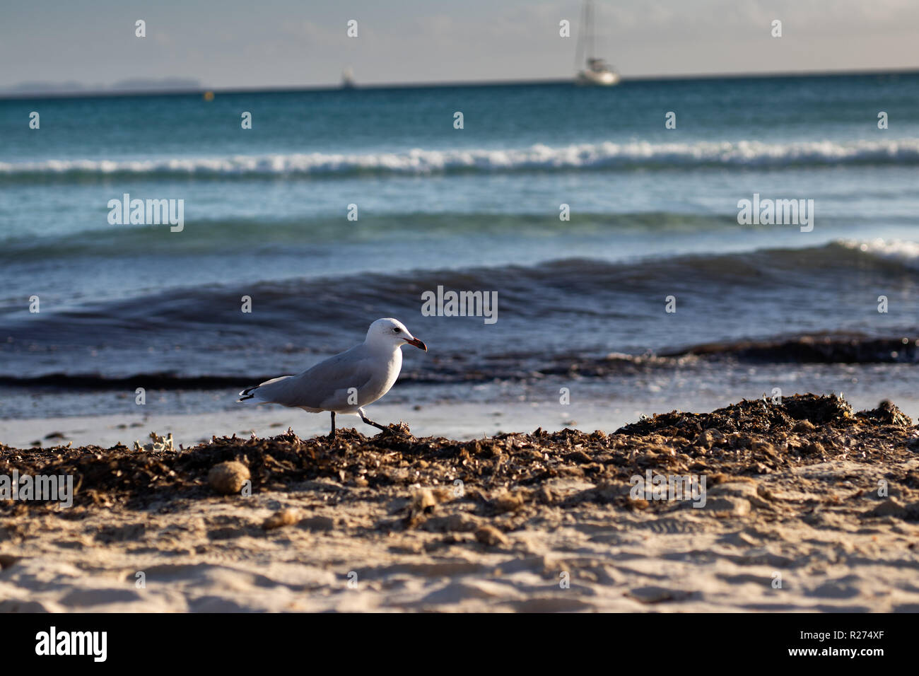 Gull on the beach Stock Photo - Alamy