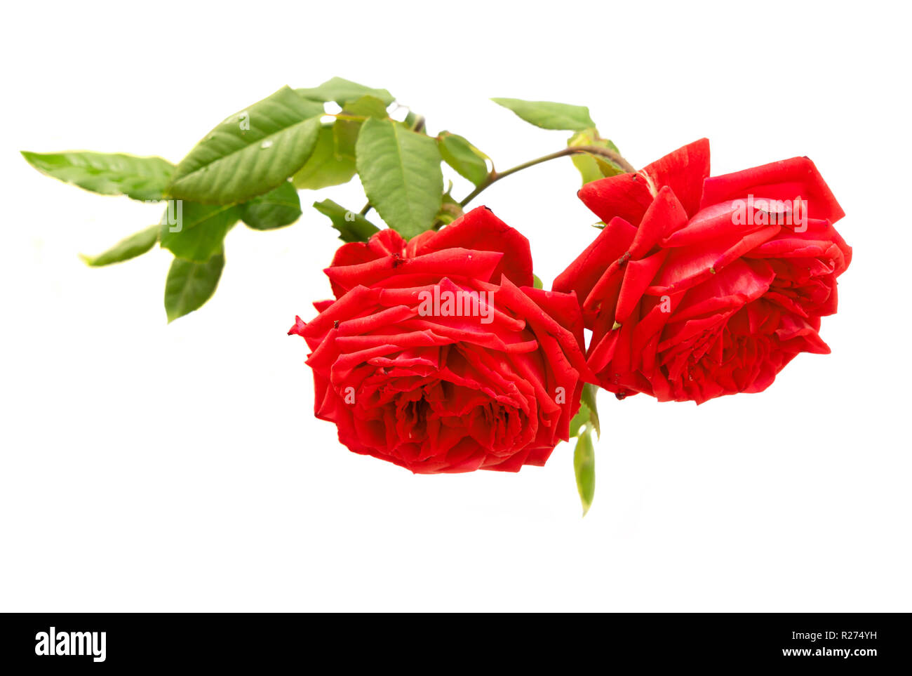 Red blooming roses Stock Photo - Alamy