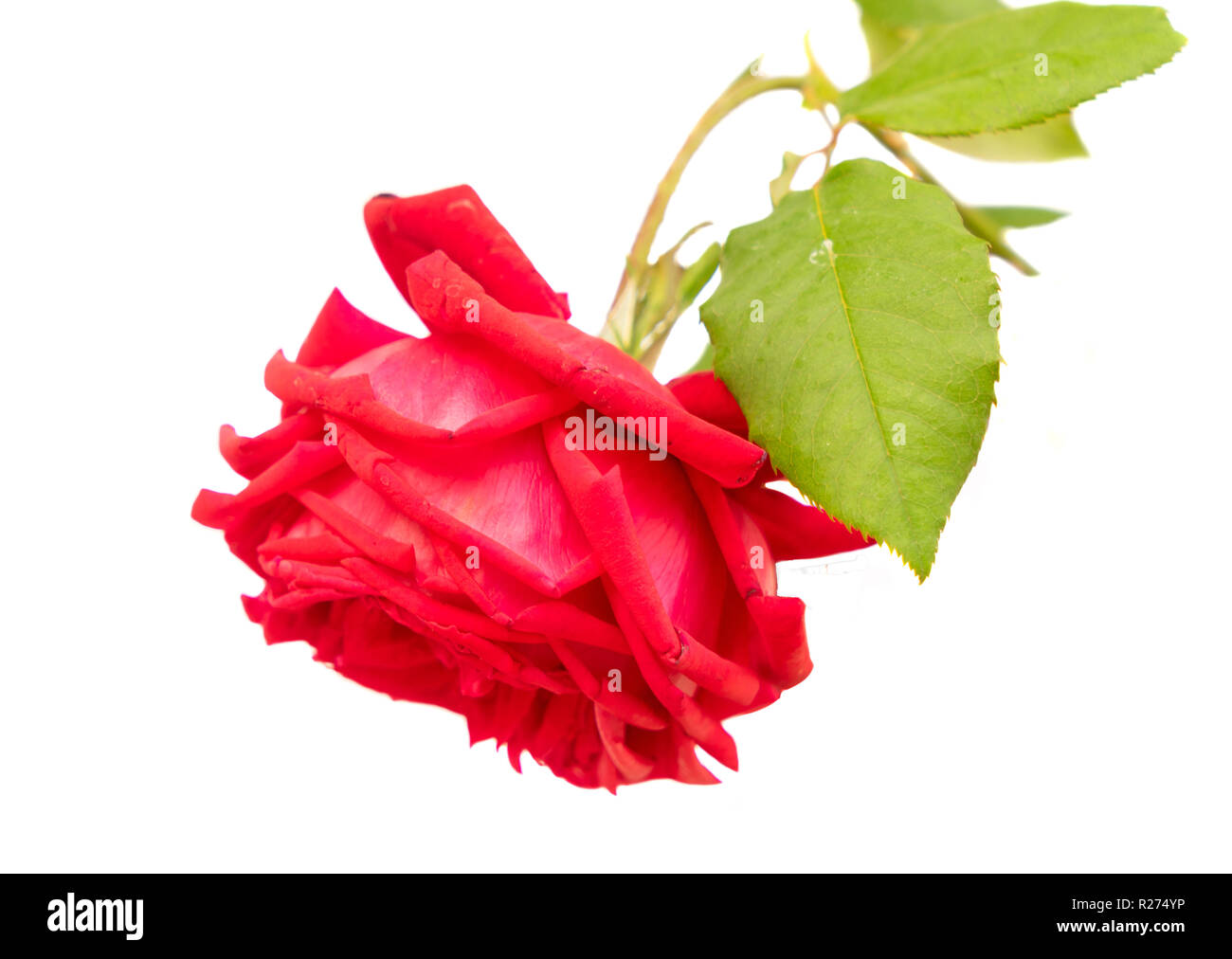 Red blooming roses Stock Photo - Alamy
