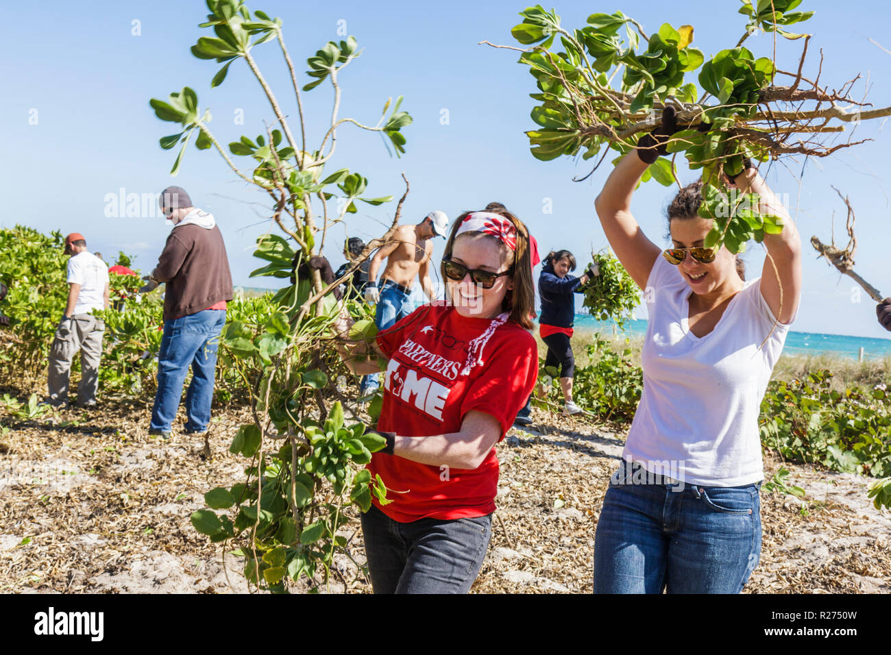 Invasive species plant hi-res stock photography and images - Alamy