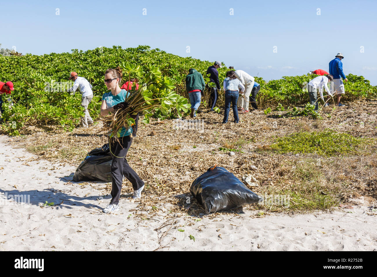 Florida Invasive Plant High Resolution Stock Photography and Images - Alamy