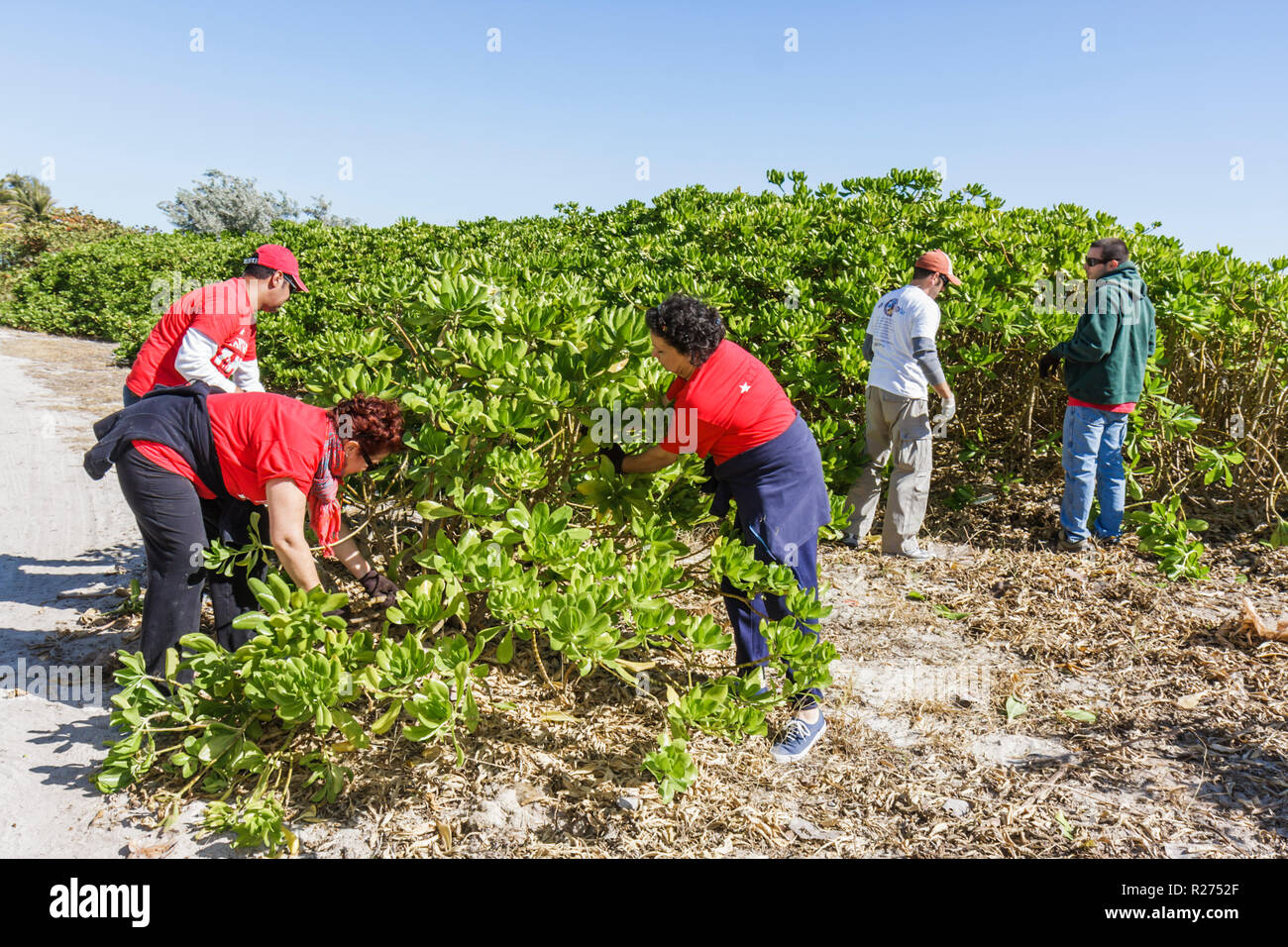 Florida Invasive Plant High Resolution Stock Photography and Images - Alamy