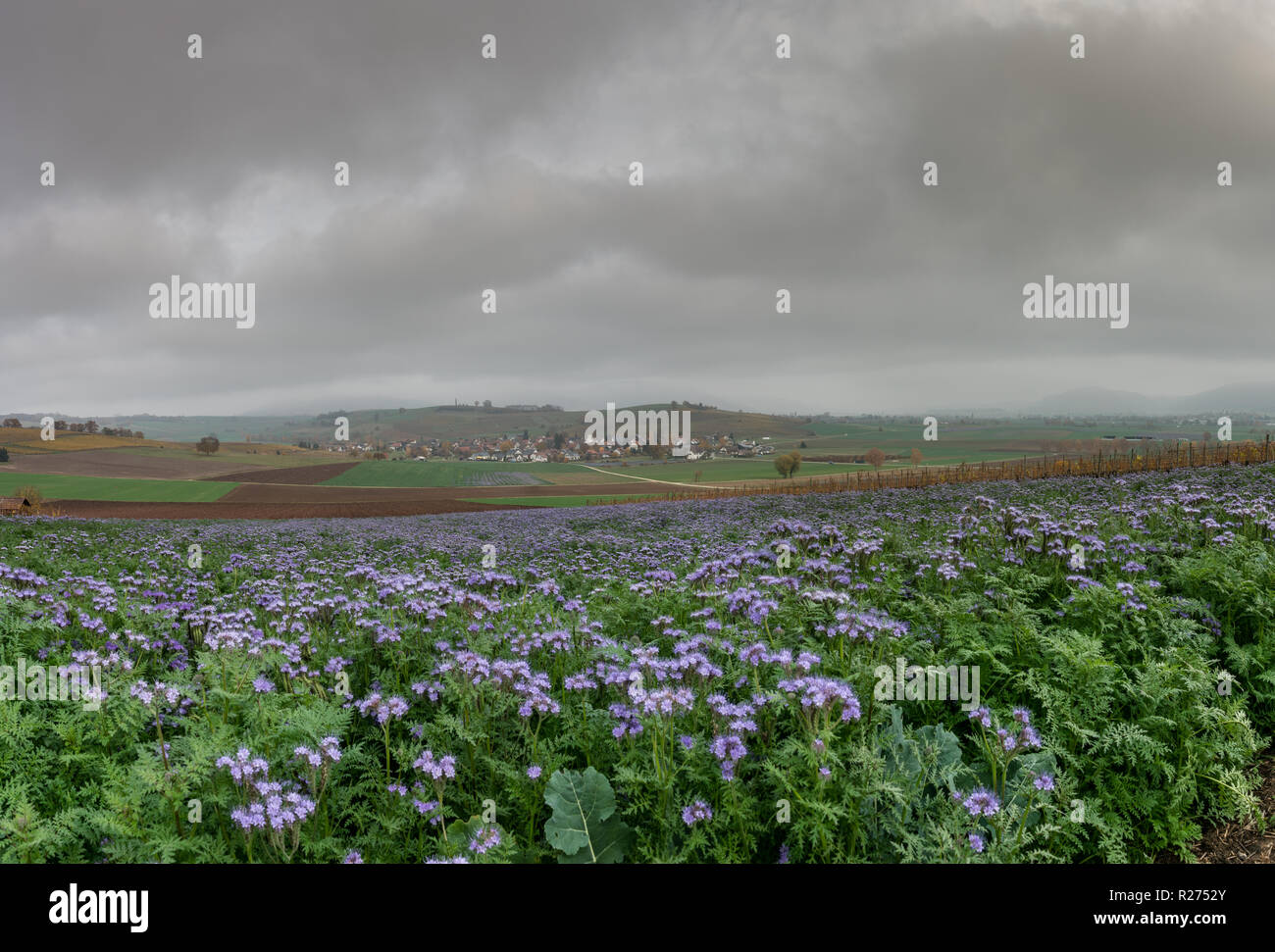 Wildflower fields hi-res stock photography and images - Alamy