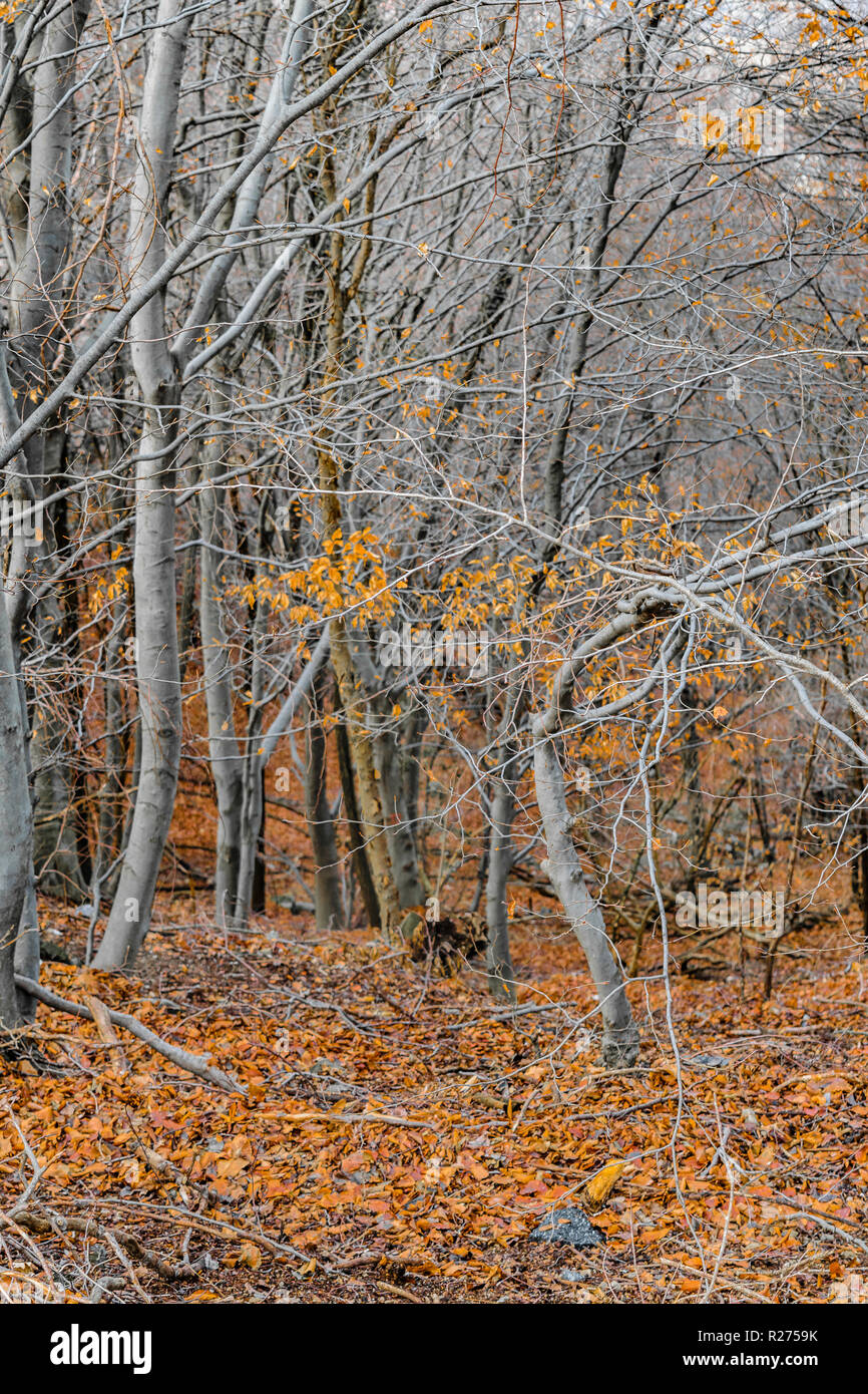 Dry forest with grey trees and orange leaves at piamonte district ...