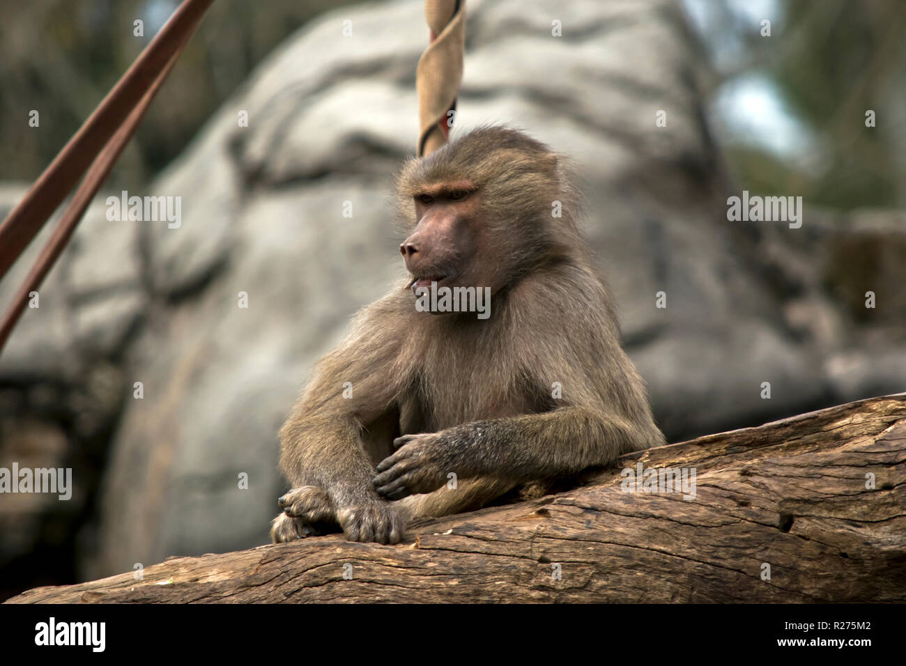 Baboon young hi-res stock photography and images - Alamy