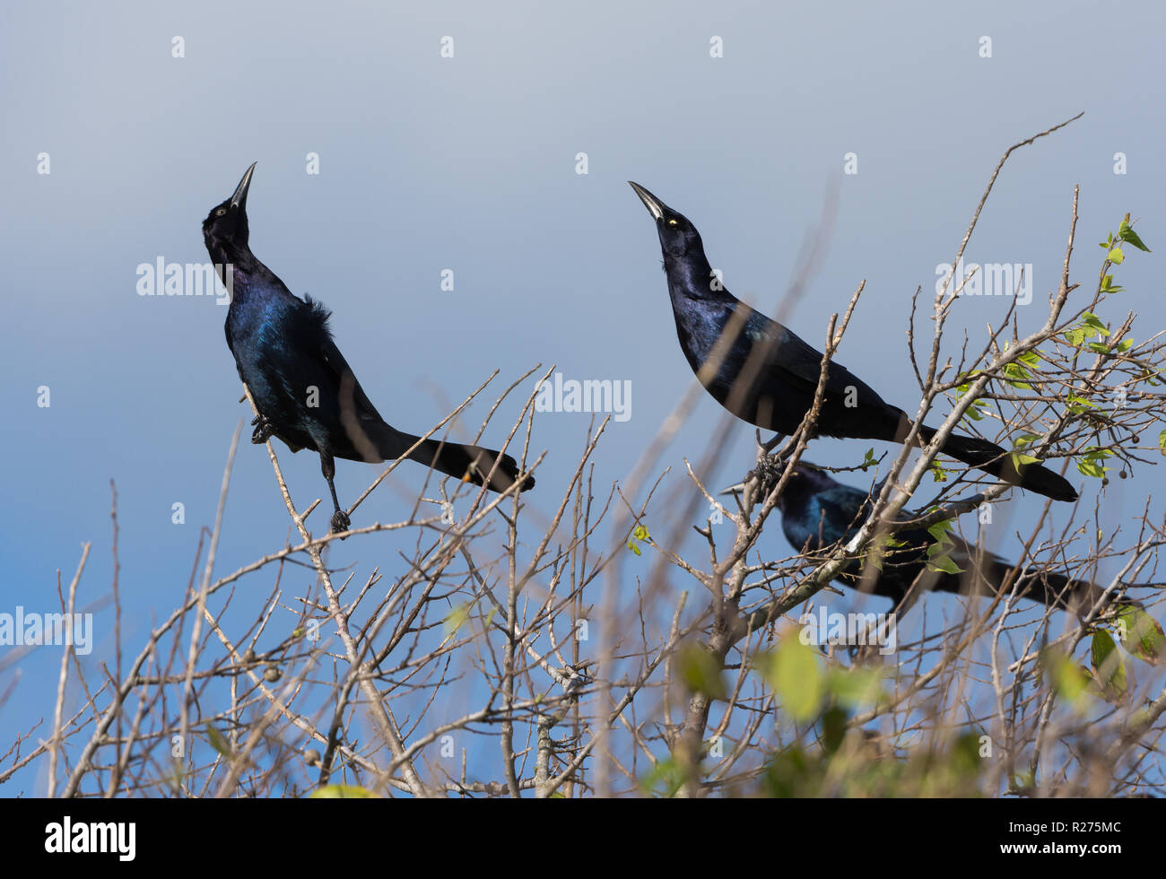 Two species of Grackles, Boat-tailed to the left and Great-tailed to ...