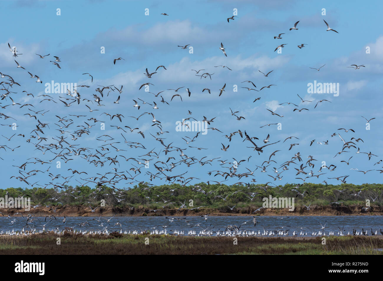 A flock of shore birds flying over coastal forest. Seaside, Texas, USA ...