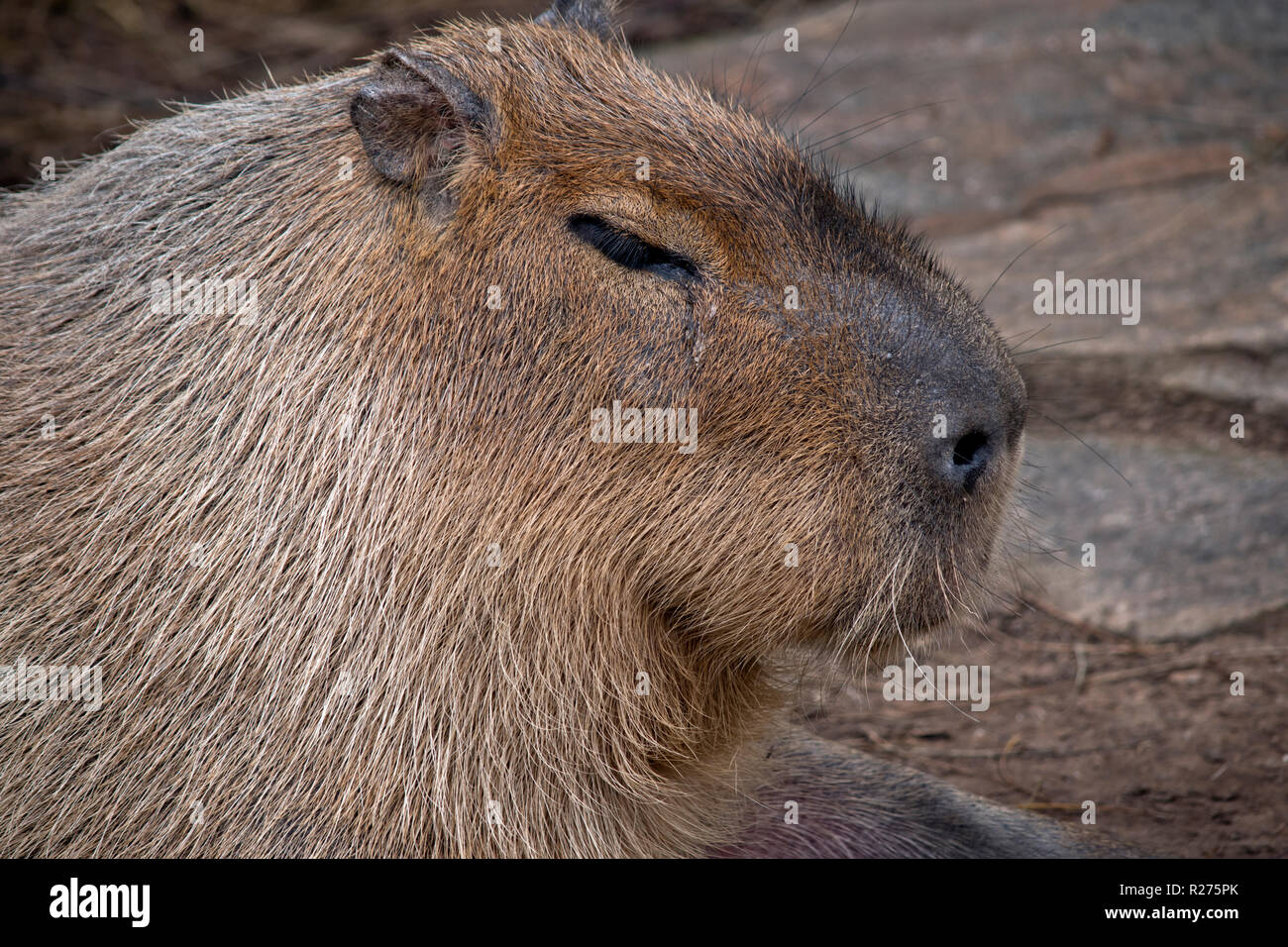 this is a close up of a capybara Stock Photo - Alamy