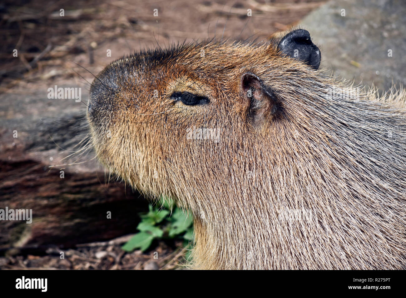this is a close up of a capybara Stock Photo - Alamy