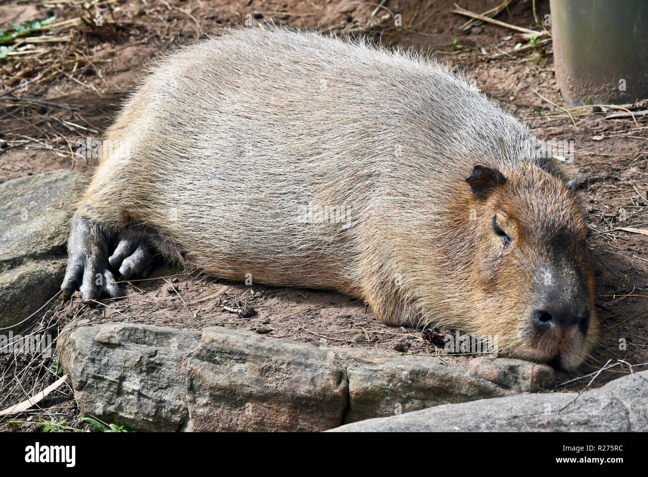 Capybara rodent mammal black hi-res stock photography and images - Alamy