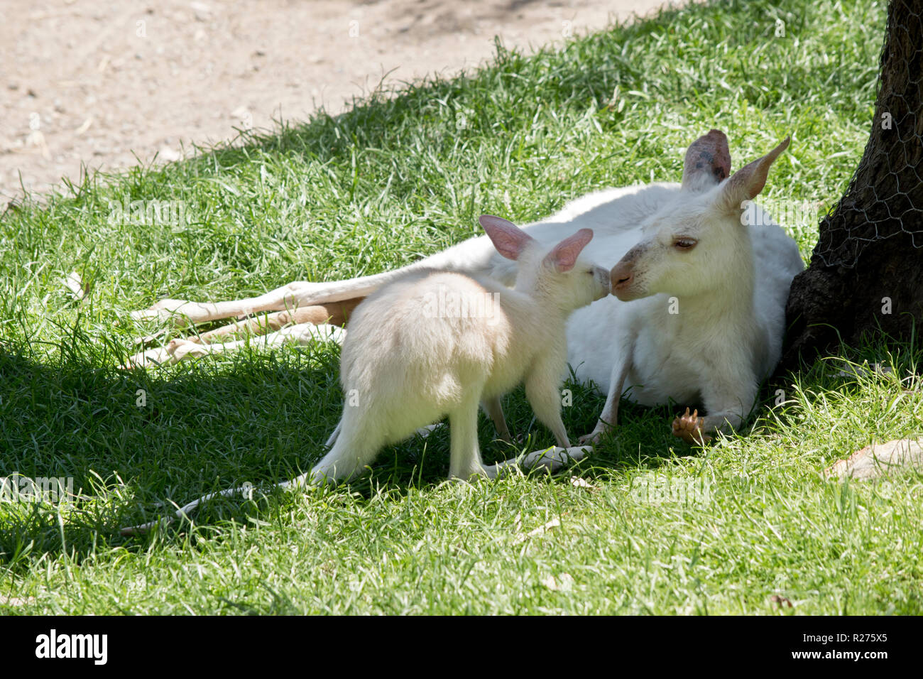 Animal Mother And Baby Nuzzle High Resolution Stock Photography and ...