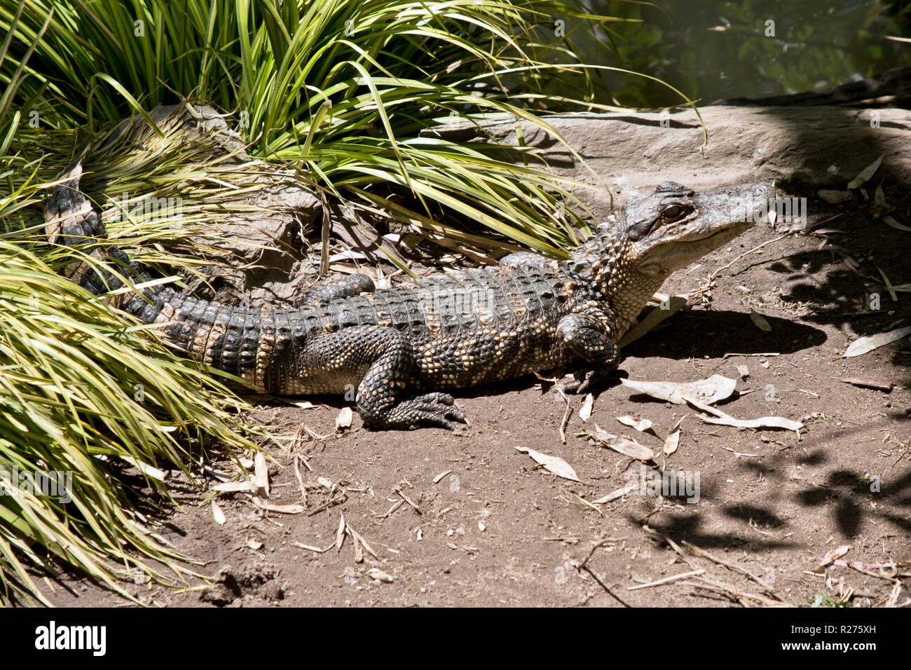 this is a side view of an American alligator Stock Photo - Alamy