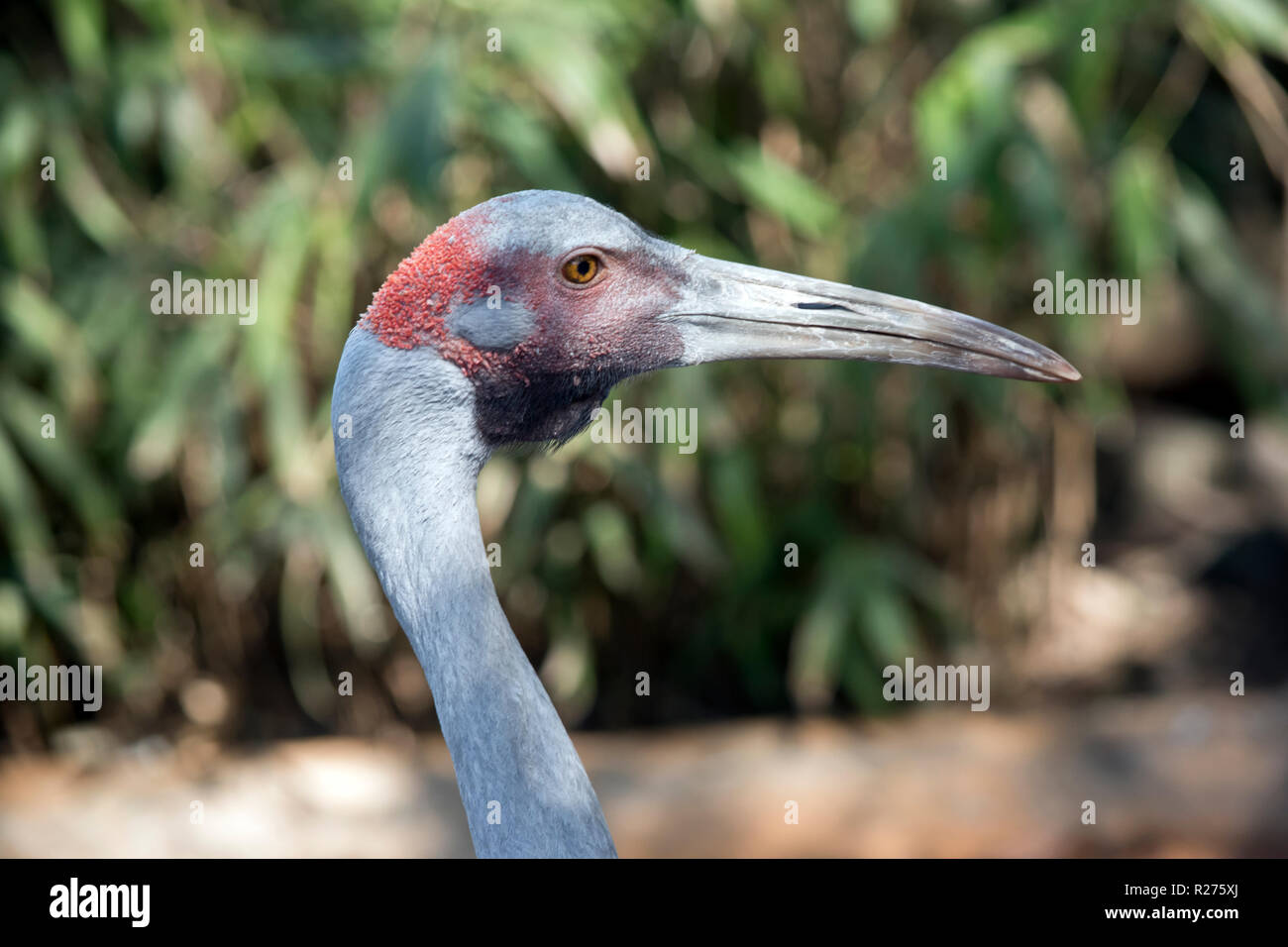 this is a side view of a brolga Stock Photo - Alamy
