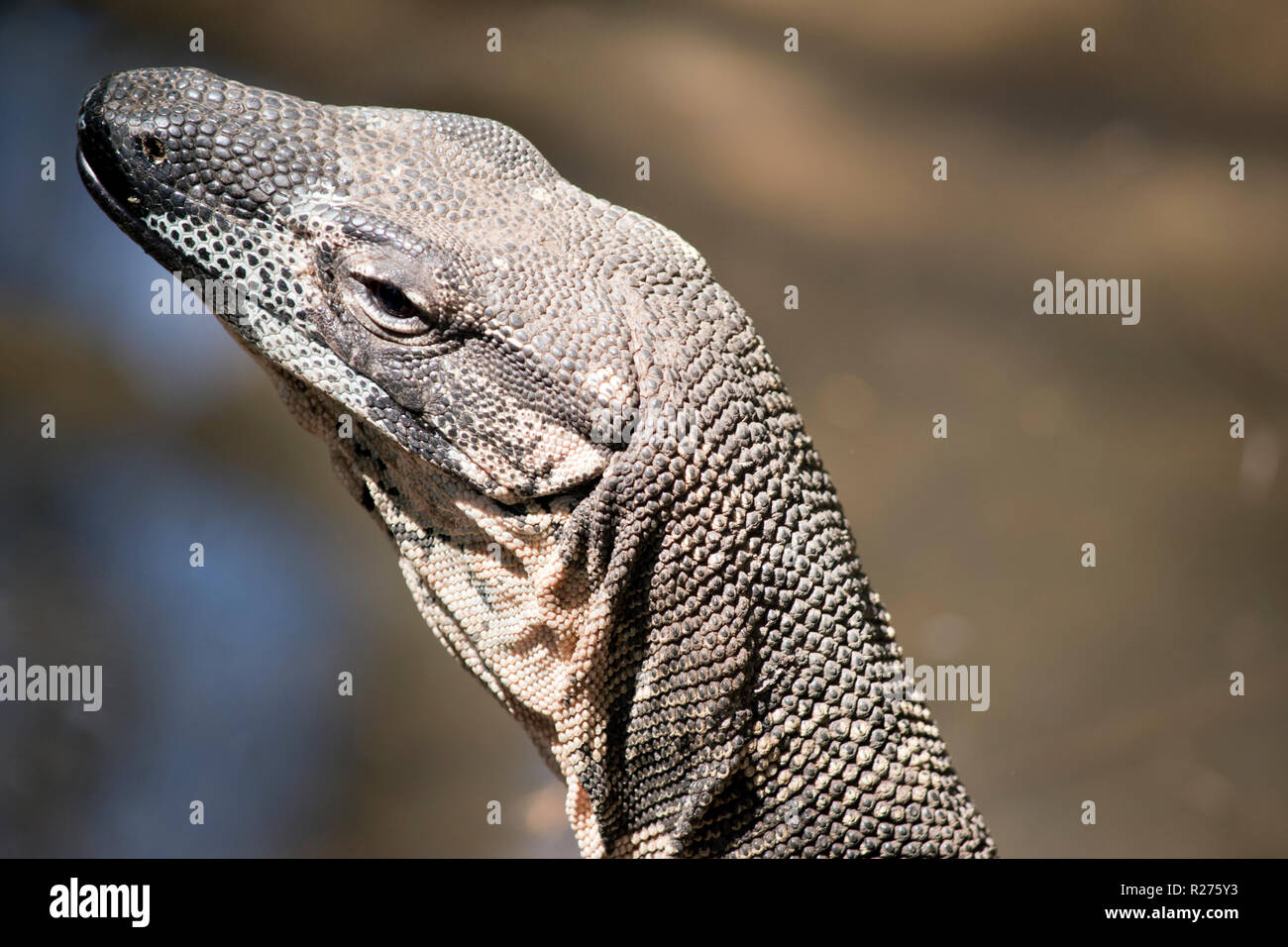 Lace monitor lizard close up hi-res stock photography and images - Alamy