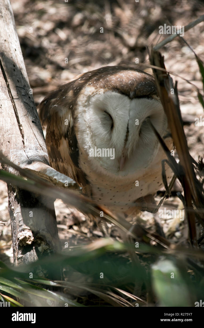 Masked owl hi-res stock photography and images - Alamy