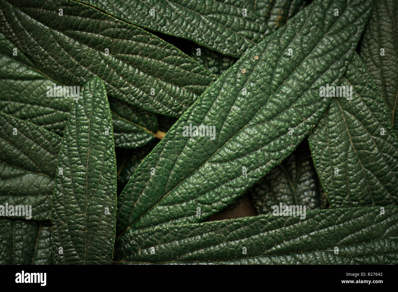 green leaves texture natural background Stock Photo - Alamy